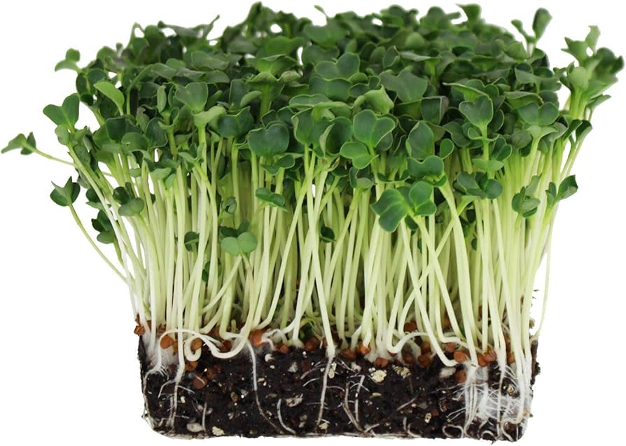 Radish Sprouts – Large | Paonia Food Movement